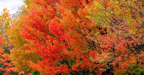 Australian Deciduous Trees: Types & Benefits