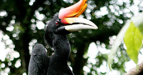 ENGGANG GADING,RANGKONG,TINGANG MASKOT KALIMANTAN (Yosfen Domai)