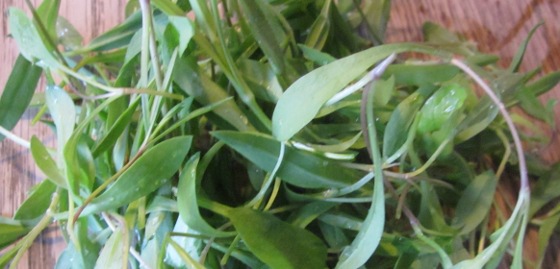 grøntsagsnørden: ny planteportræt: "stridolo"