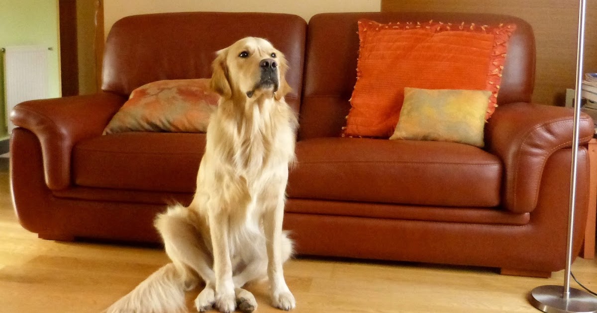 HANDI'CHIENS Bretagne: Lemon, bien plus qu'un chien d'assistance