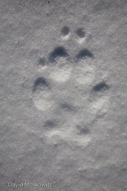 David Moskowitz Photography: Pacific Northwest Wildlife, Tracks ...