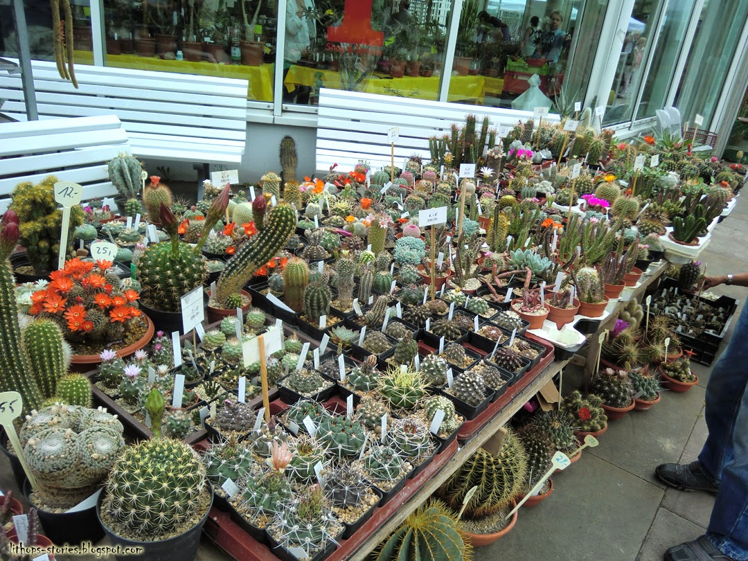 Lithops Stories: Cactus & Succulent Market in Essen (33 pics)