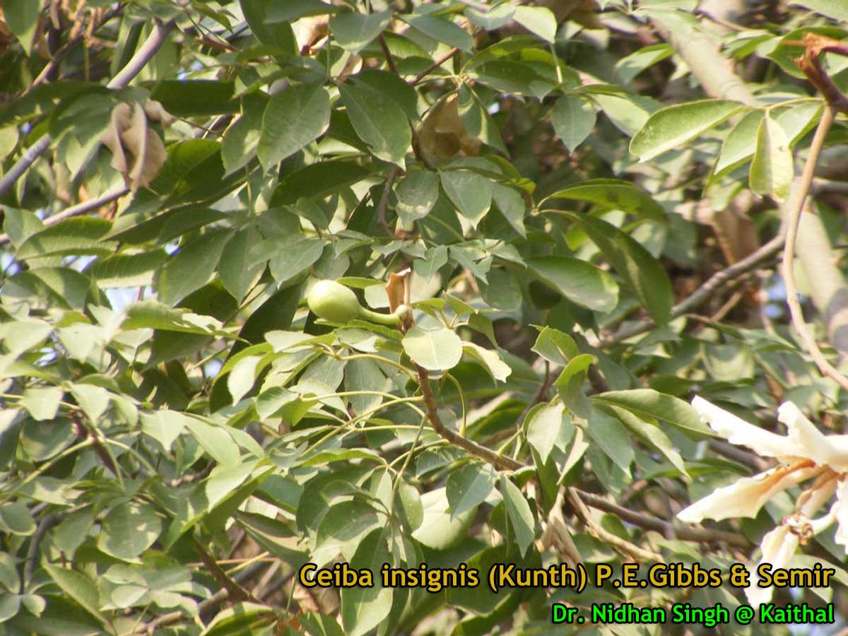 Medicinal Plants: Ceiba insignis, White floss silk tree, Resham rui ...