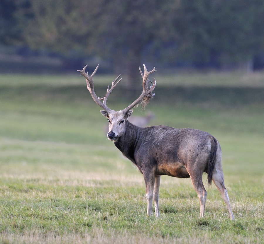 Back In Birdland: Oh 'Deer' I'm getting 'Sika' of these early starts!