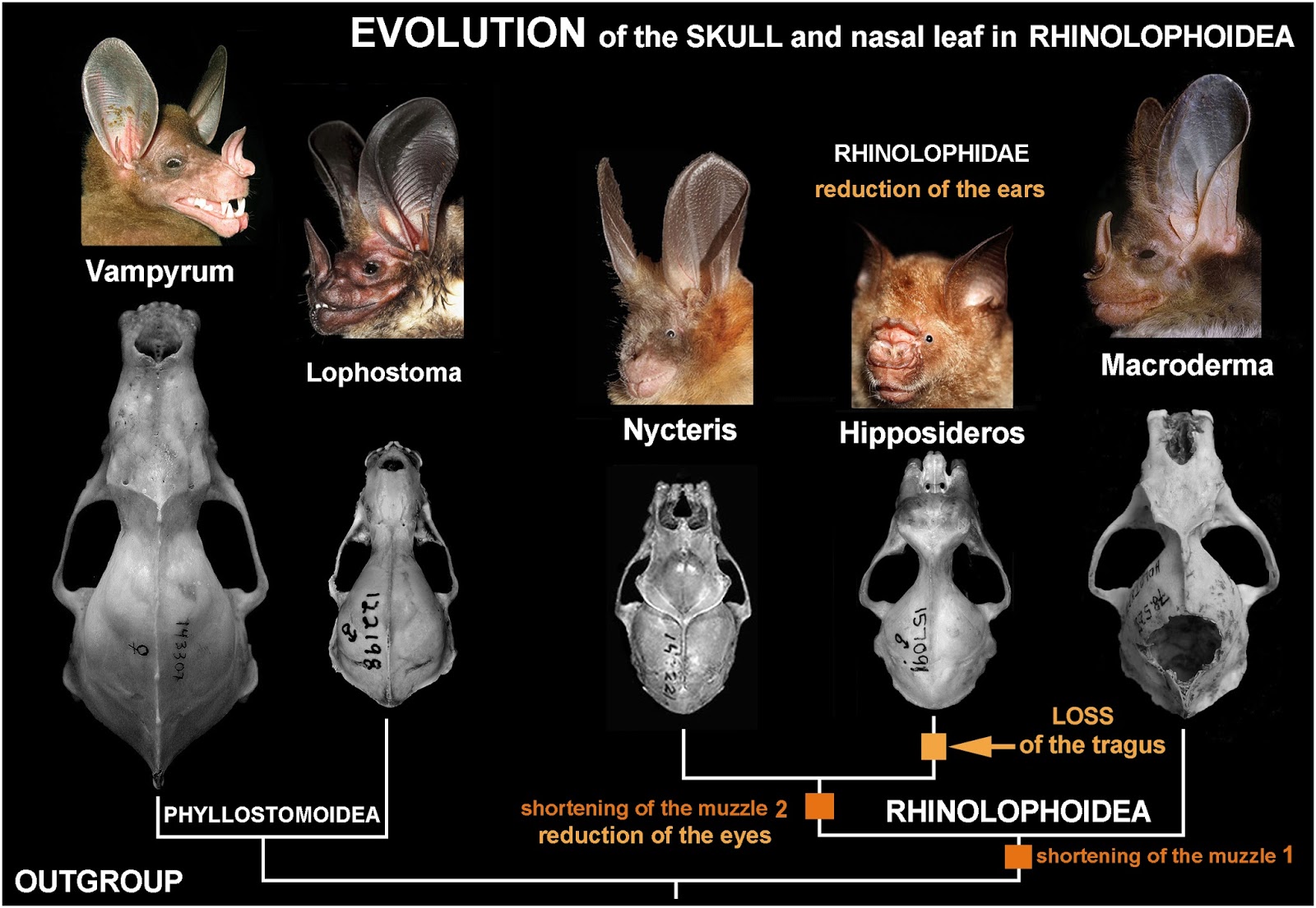"A EVOLUÇÃO DOS MAMÍFEROS" : A EVOLUÇÃO DOS EUTHERIA