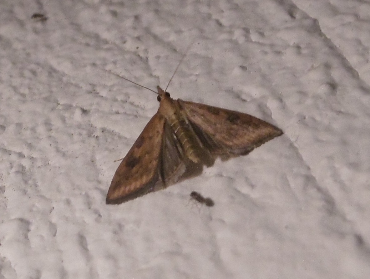 Martin's Moths: Holiday moths