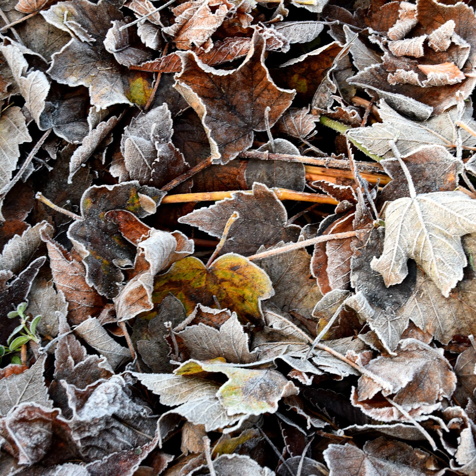 Wafflemama.: Crispy Leaves || Photo Project 365