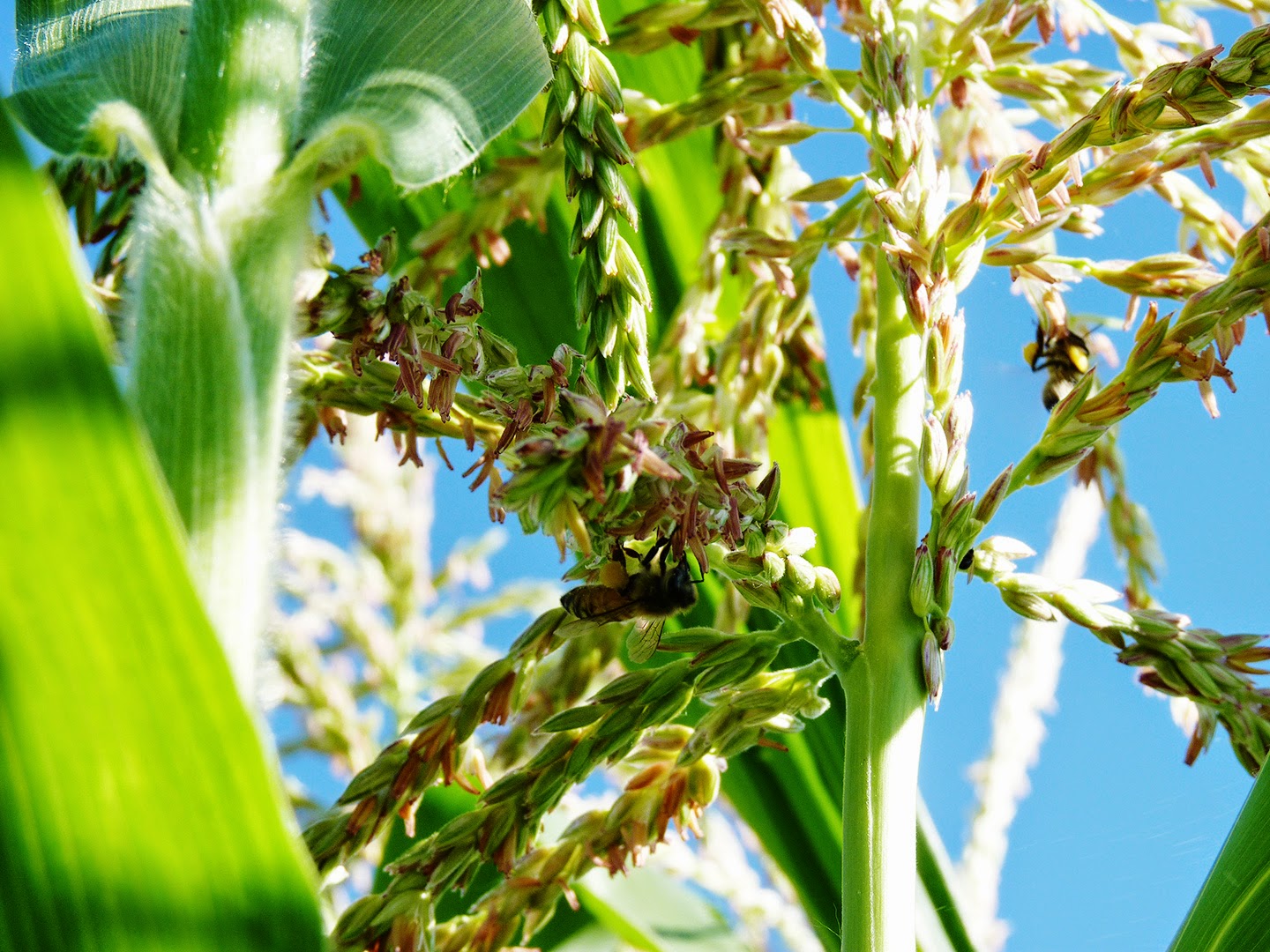 Kamloops Public Produce Project