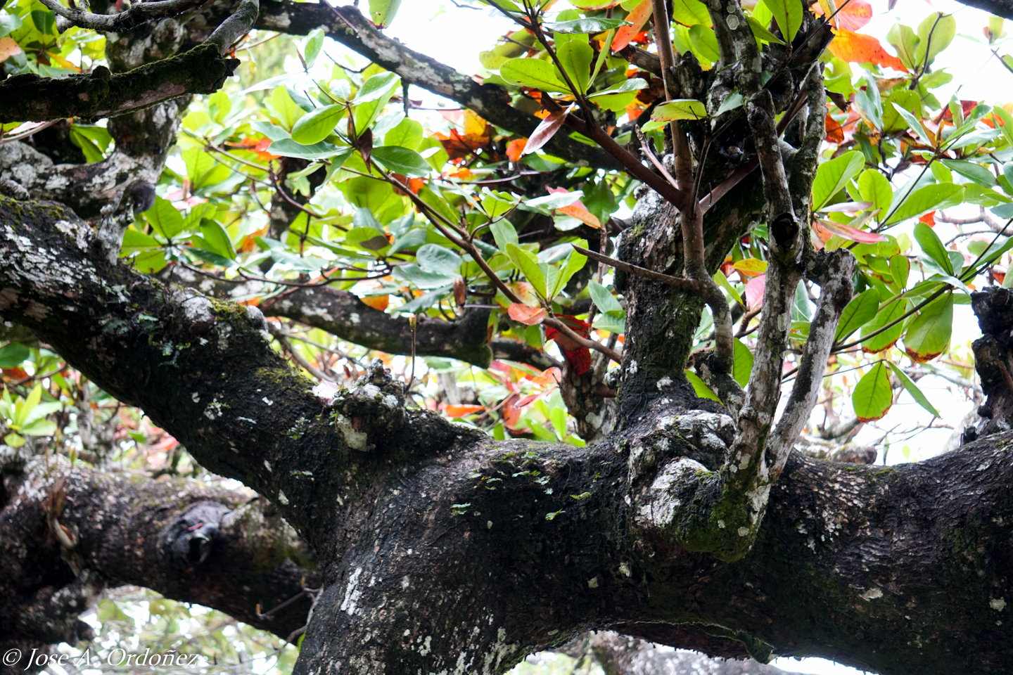 El Jardín de la Barrosa: Viajes recientes. El almendro de playa y el ...