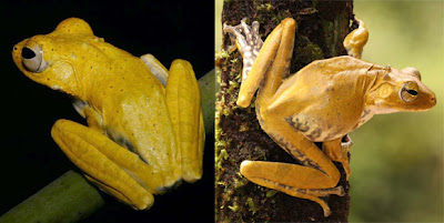 Polypedates ranwellai - Alchetron, The Free Social Encyclopedia