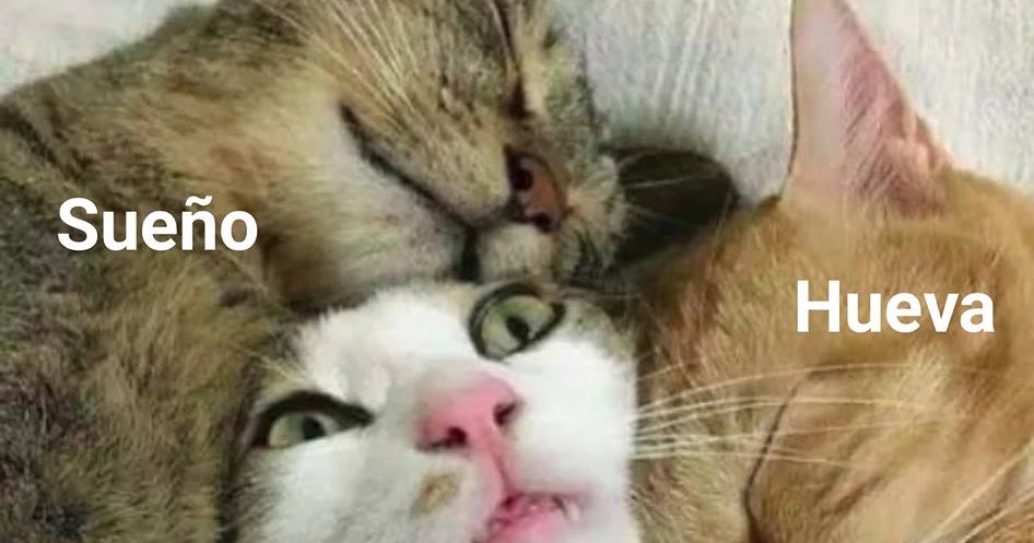 fiuxy series Programa Virtual | Fiuxy