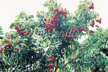 Trees and Plants: About Litschibaum Tree