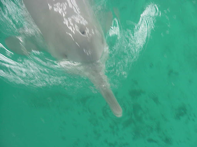 Let's Draw Endangered Species! : ): Baiji