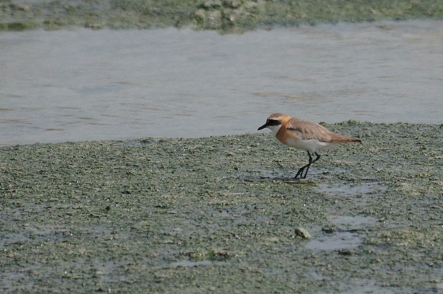 Birds of Saudi Arabia: Adult Summer Lesser Sand Plover