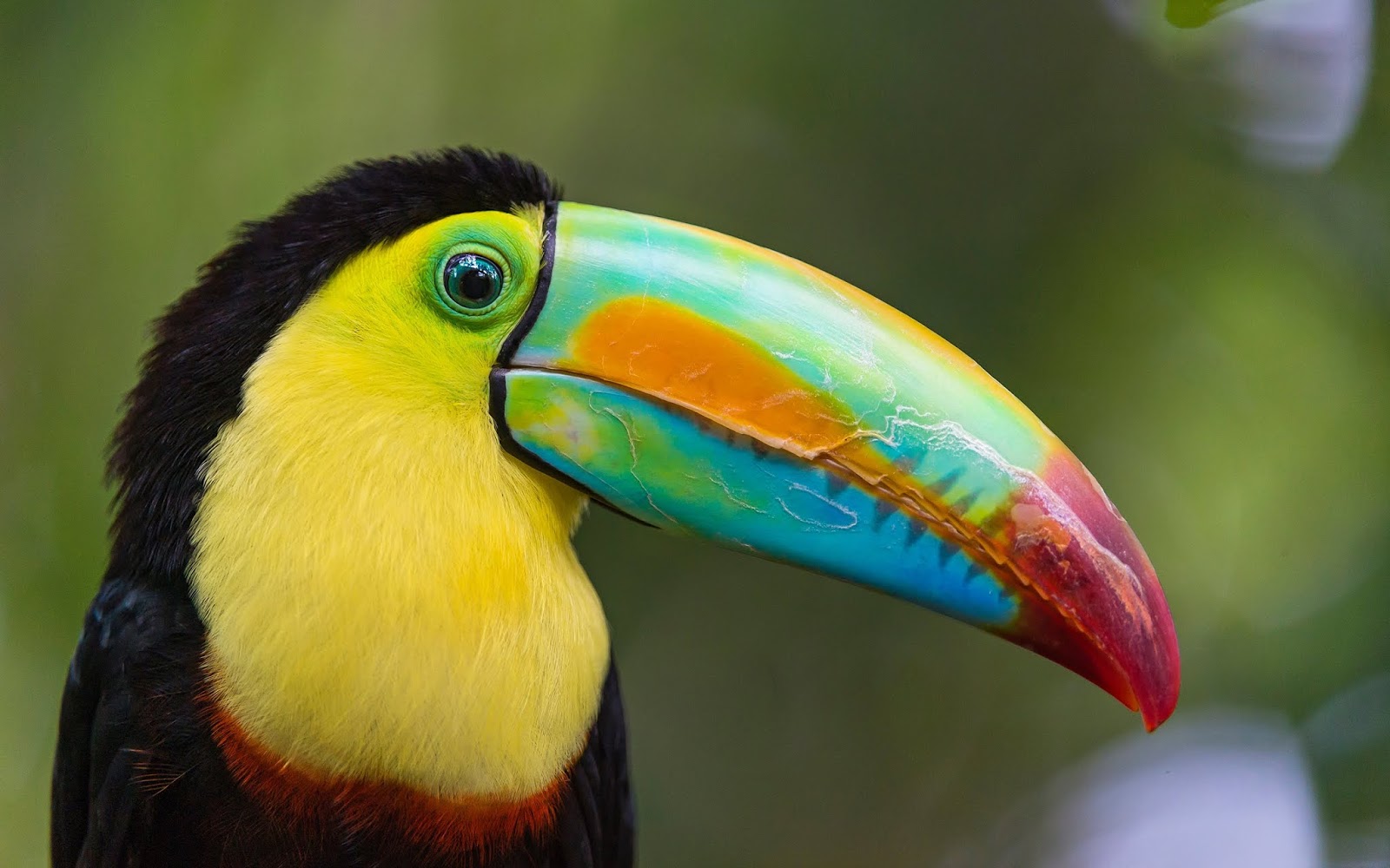 A Birds First Phrase What Was The First Word Biographypedia a-birds-first-phrase-what-was-the-first-word-biographypedia