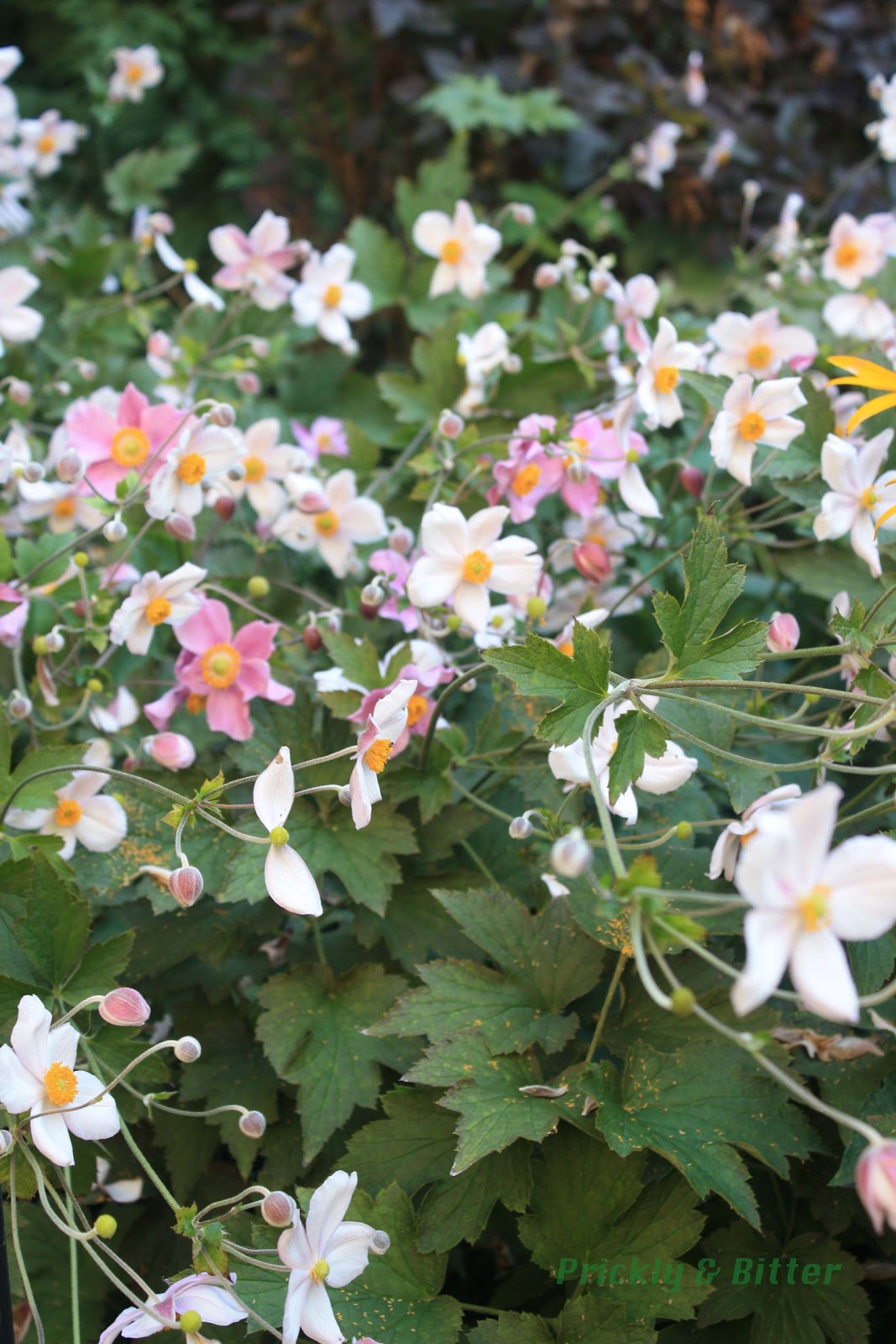 Prickly and Bitter: The Chinese Japanese anemone