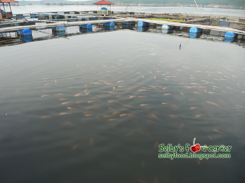 Selby's Food Corner: Lunch at Waduk Cirata (Cirata Dam) Sindang Jaya ...