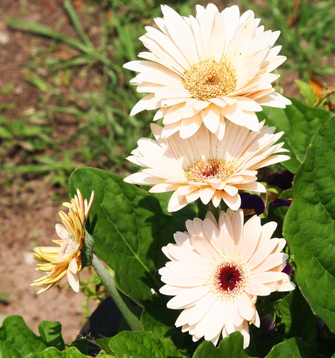 Gardening With Nature: This week in the garden - #64