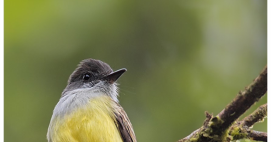 Panama - Birds & Wildlife Photos' Blog