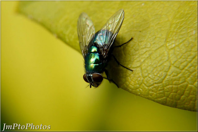 JmPtoPhotos: Insectes au printemps.