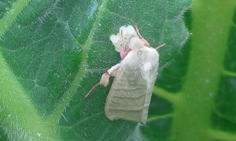 NCSU PDIC: Tobacco Budworm