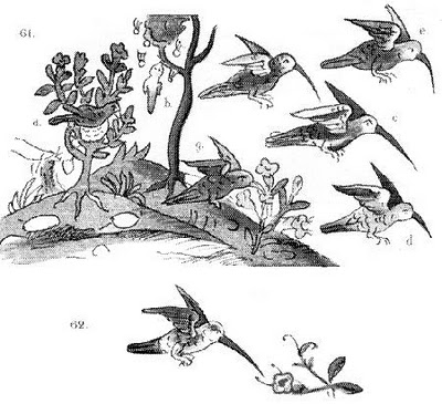 Kueponi: El Atotolin y otras aves mágicas del México Antiguo