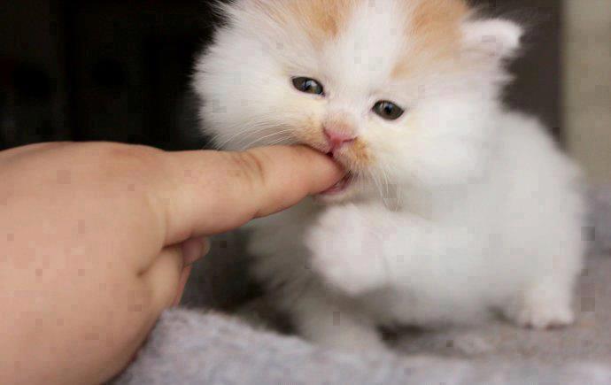 Foto - Foto kucing Yang Lucu dan Unik