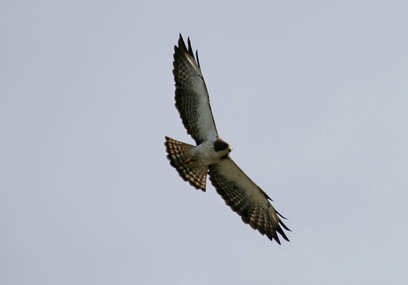 together but apart: Aves 6