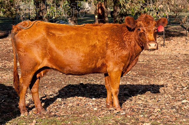 Holes In My Jeans: Life's short, buy the damn pony