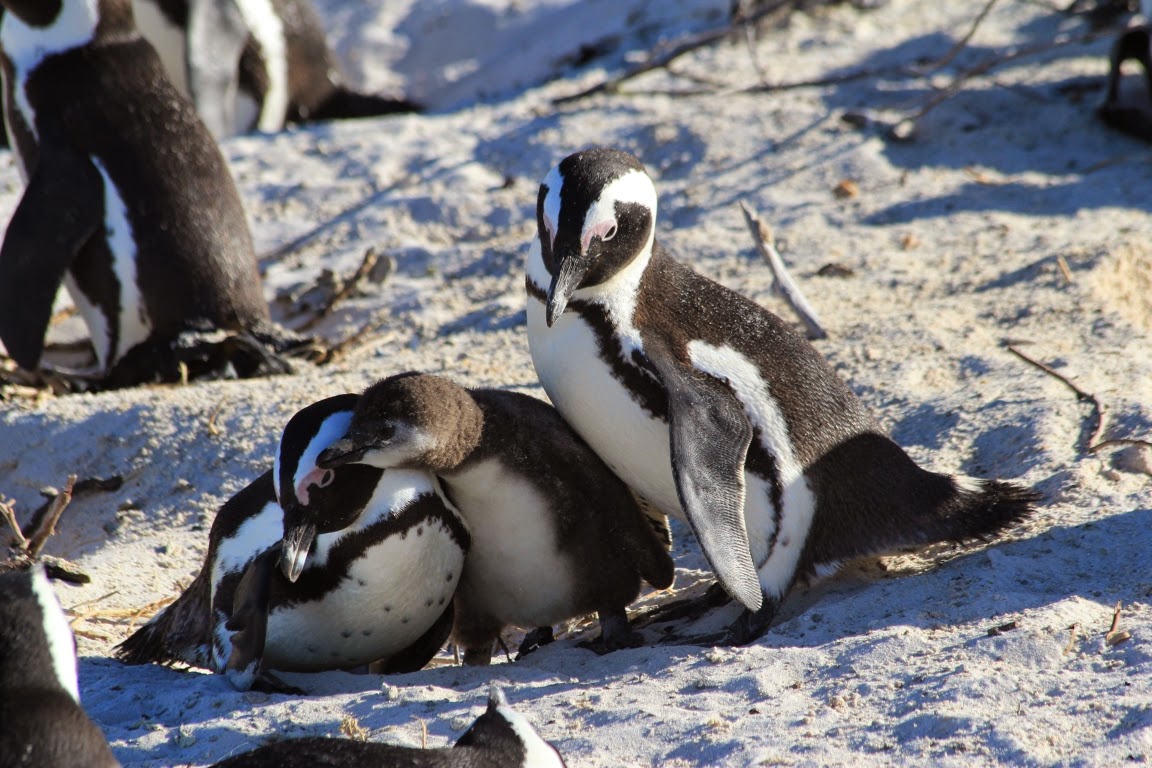 MEGA MEGGS POST: AFRICA EDITION ~ The Meggs Up Yonder