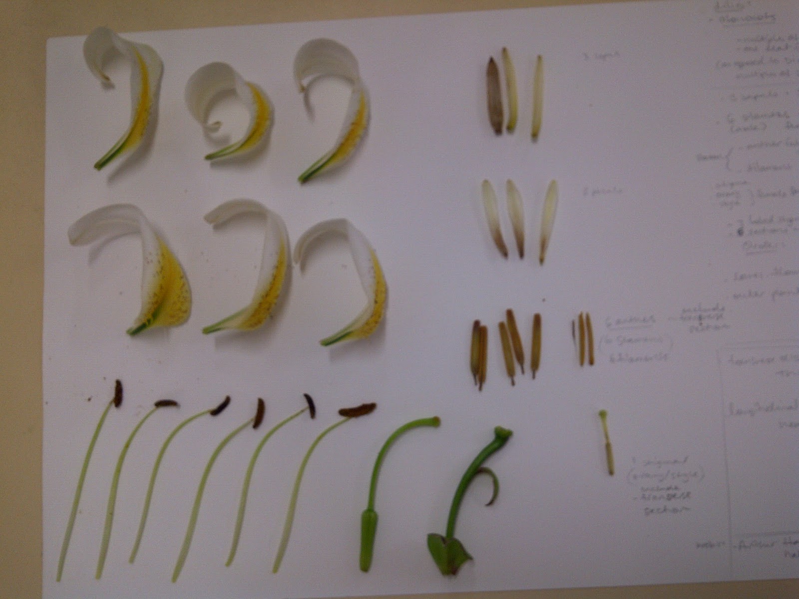 pennywhistles and moonpies.: The secret teachings of plants.