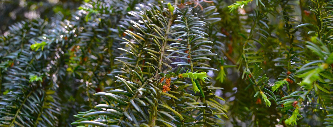 El Camino de Santiago desde Asturias: "Texu" tejo (Taxus baccata)