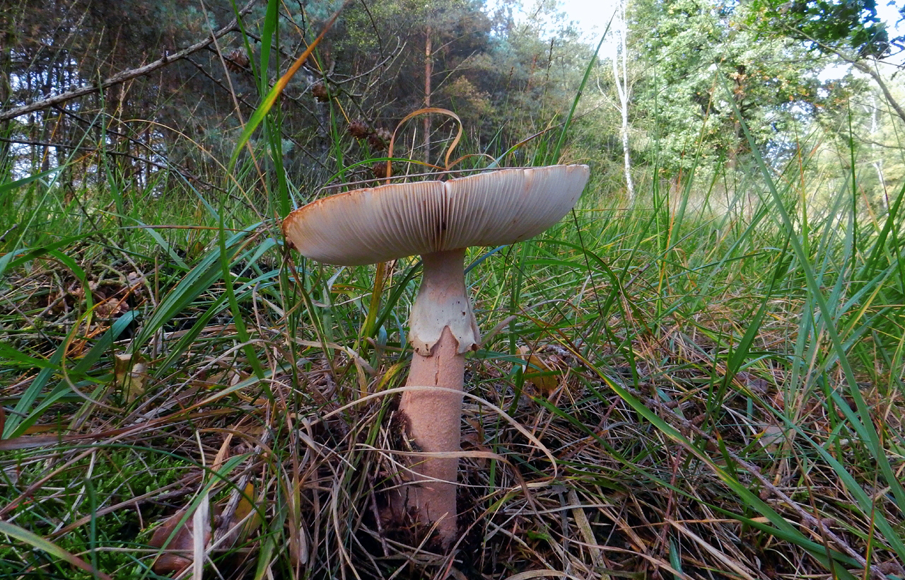 Jozef van der Heijden - Natuurfotografie: De Parelamaniet in het bermgras