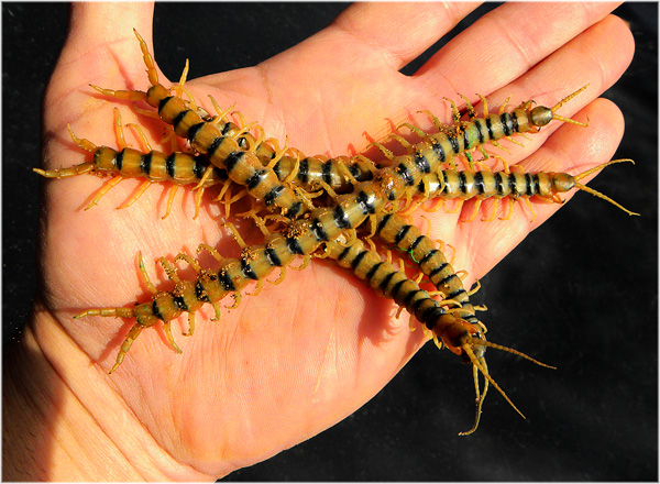 FOTO NATURA HUESCA 2: SCOLOPENDRAS Carl von Linné, 1758