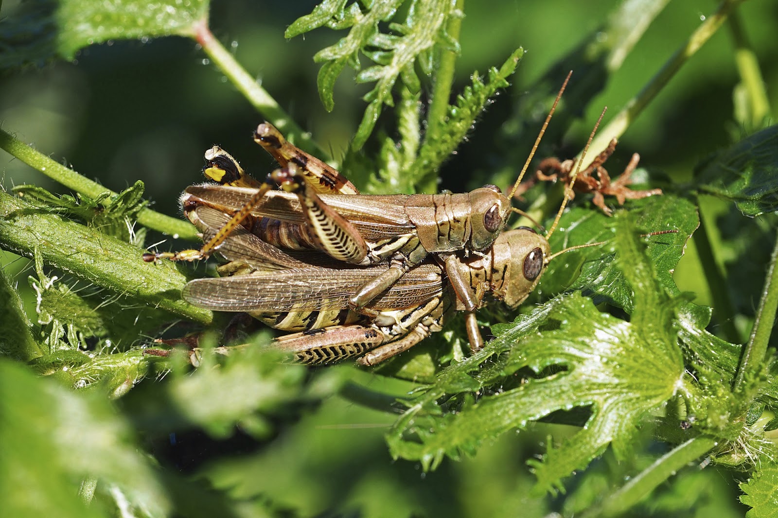 Arthro Pod Arthro Pod Ep 47 How Do Insects Mate