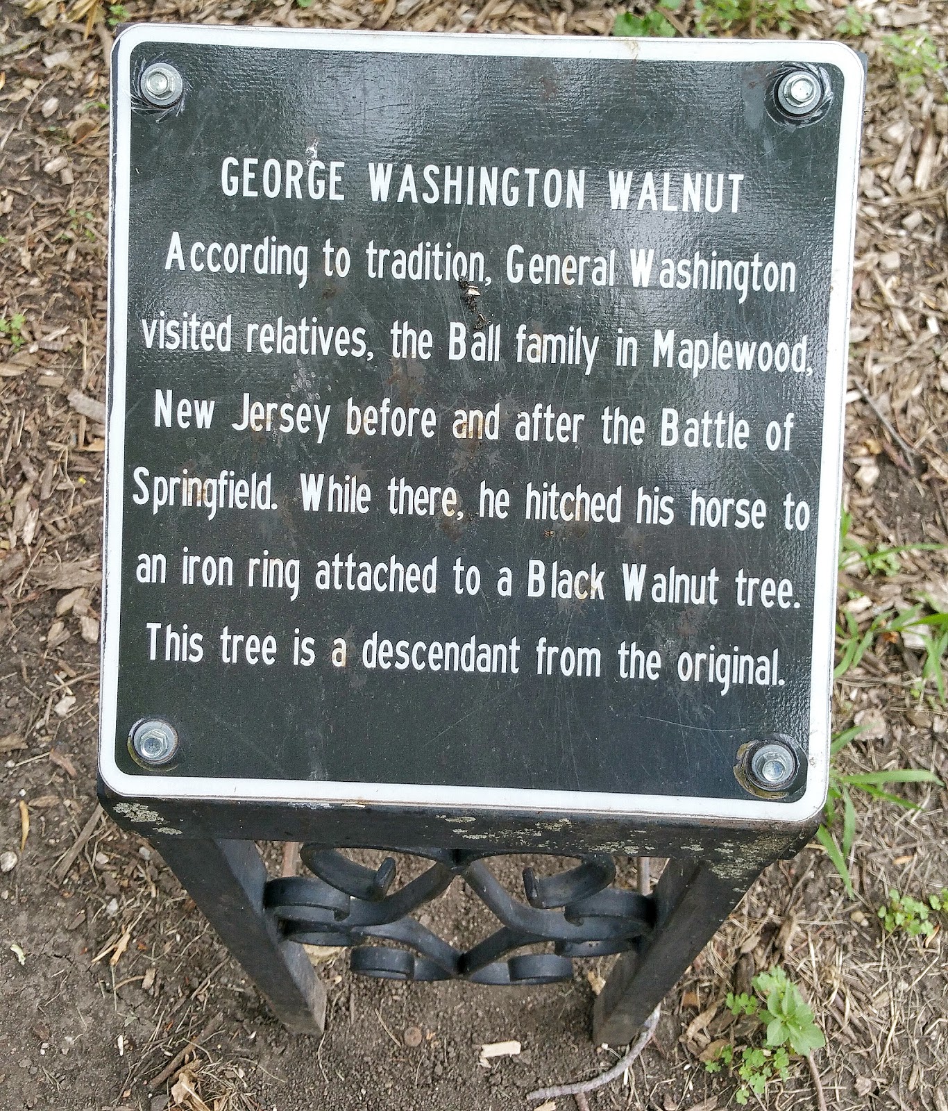 History and Culture by Bicycle: Storm Lake, Iowa: Living Heritage Tree ...