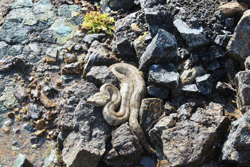 Ερπετά και αμφίβια της Κύπρου - Reptiles and amphibians of Cyprus by ...