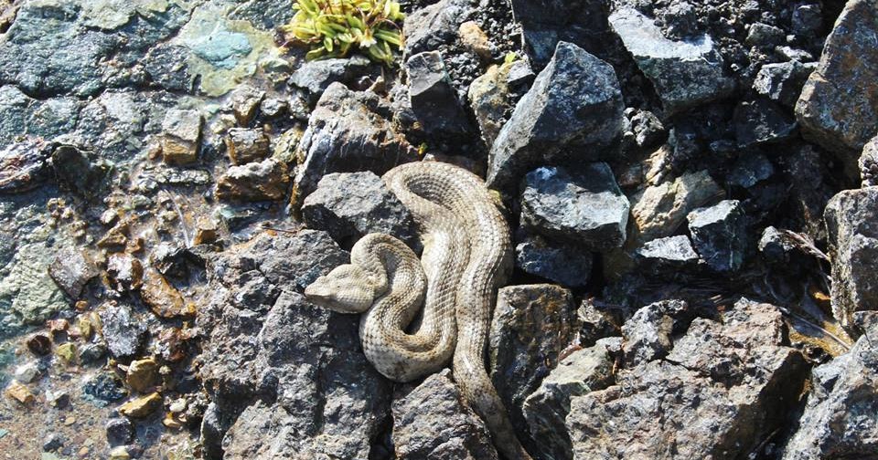 Biodiversity of Cyprus by NGO Protection of the Natural Heritage and ...