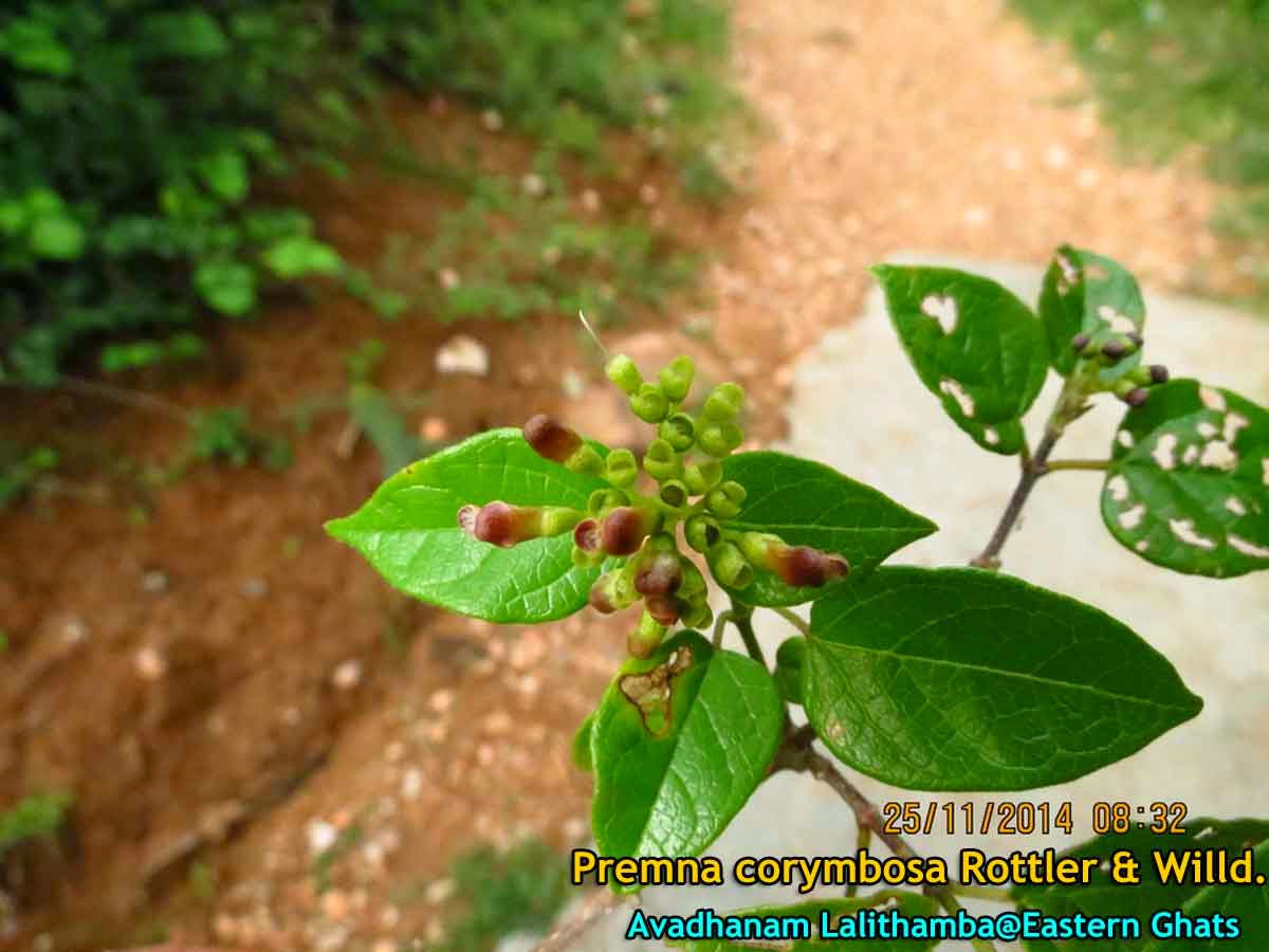 Medicinal Plants: Premna corymbosa