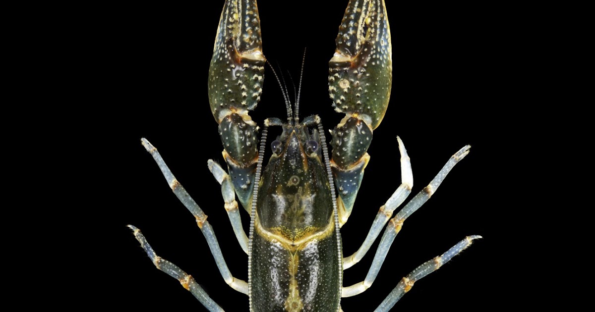 Species New to Science: [Crustacea • 2020] Lacunicambarus mobilensis ...