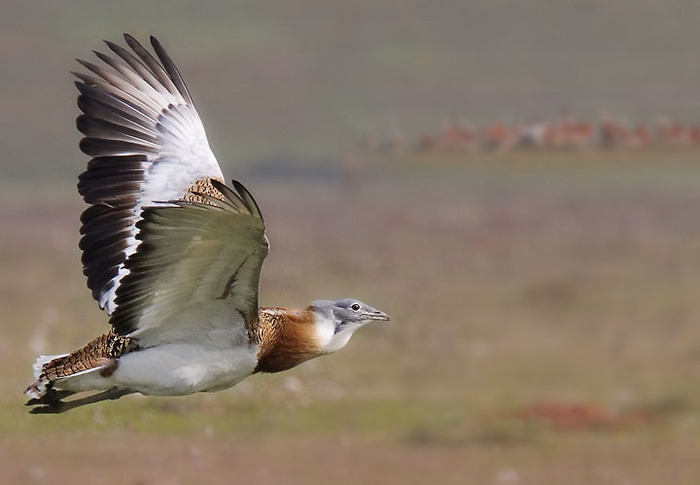 Mundo das aves: Abertada