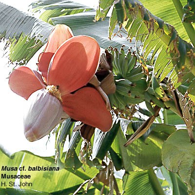 Musaceae ~ Evolusi Dan Keragaman Tumbuhan Buah Edibel Di Indonesia