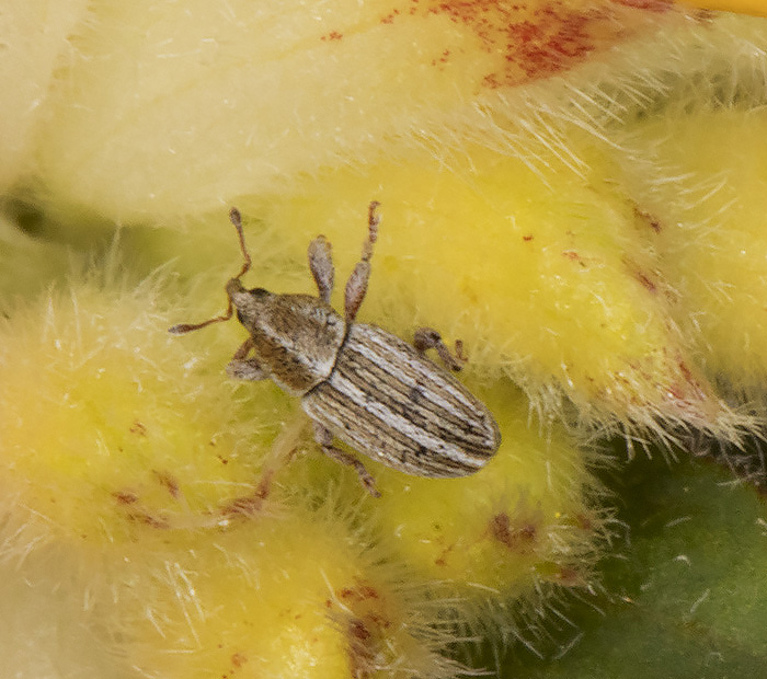 Riddlesdown Quarry, Early Summer | Naturally