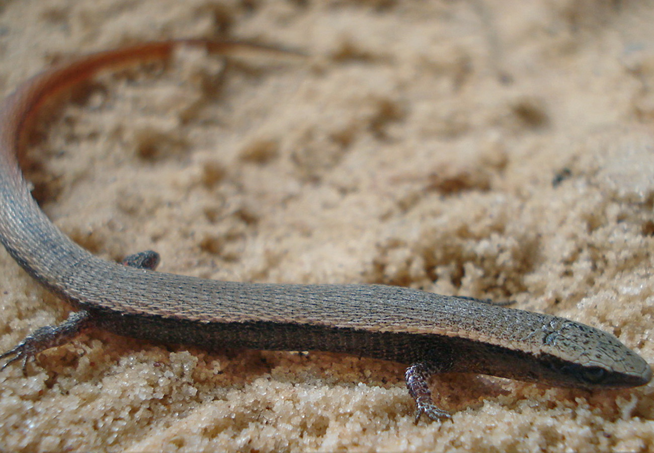 Species New to Science: [Herpetology • 2017] A Morphological and ...