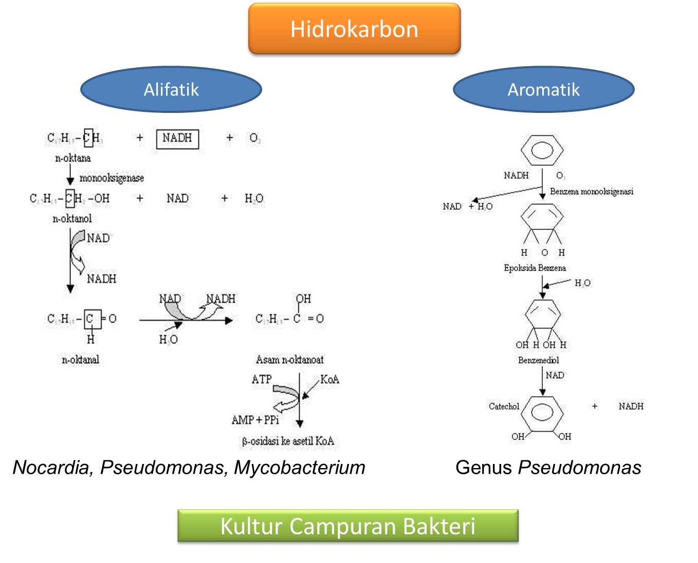 Syadza_Fir's Blog: Bioremediasi