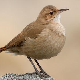 Imágenes de Pájaros: Horneros