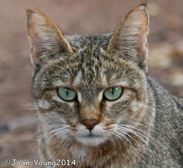 South African Photographs: African WIldcat (Felis lybica griselda)