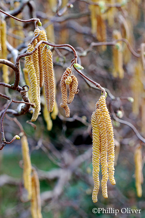 Early spring flowers