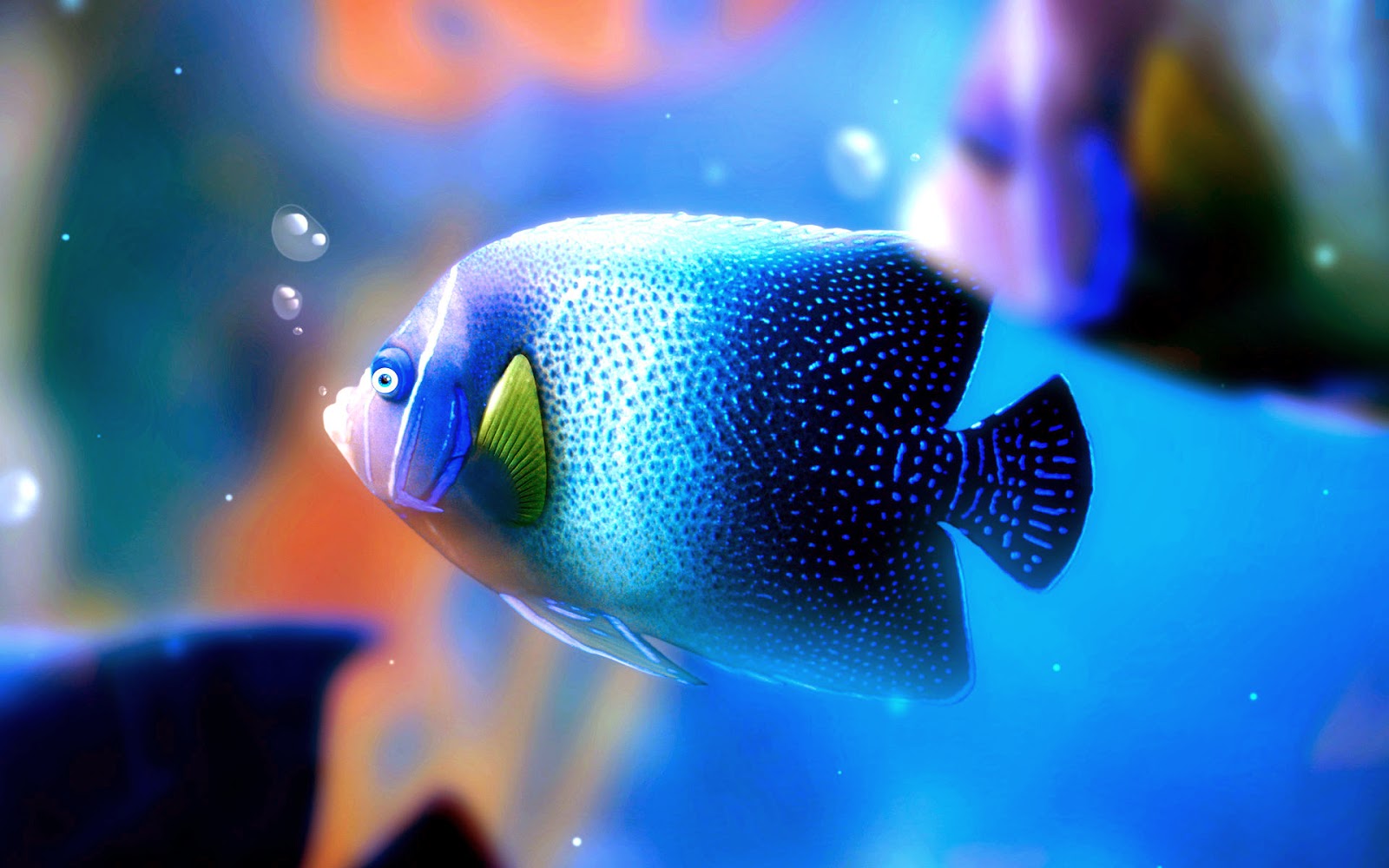 Most Beautiful Colorful Fish HD Pictures Exotic Collection Most Beautiful Colorful Fish HD Pictures Exotic Collection