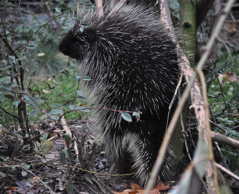 ZOOTOGRAFIANDO (6.100 ANIMALS): URSÓN / NORTH AMERICAN PORCUPINE ...